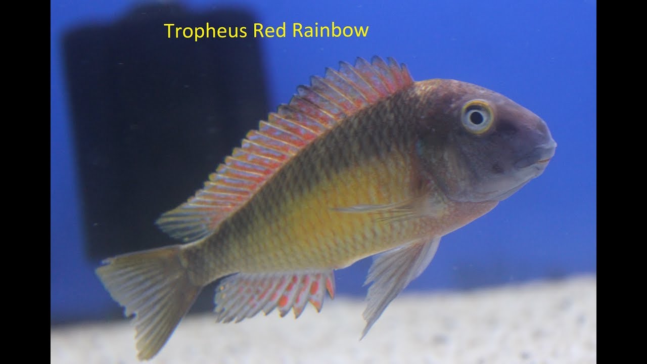 Tropheus Red Rainbow - YouTube