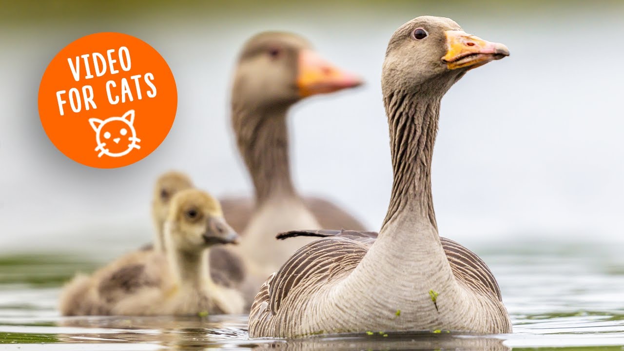 Geese Video for Cats to watch 🦆 Cat TV with Geese 10 hours - YouTube