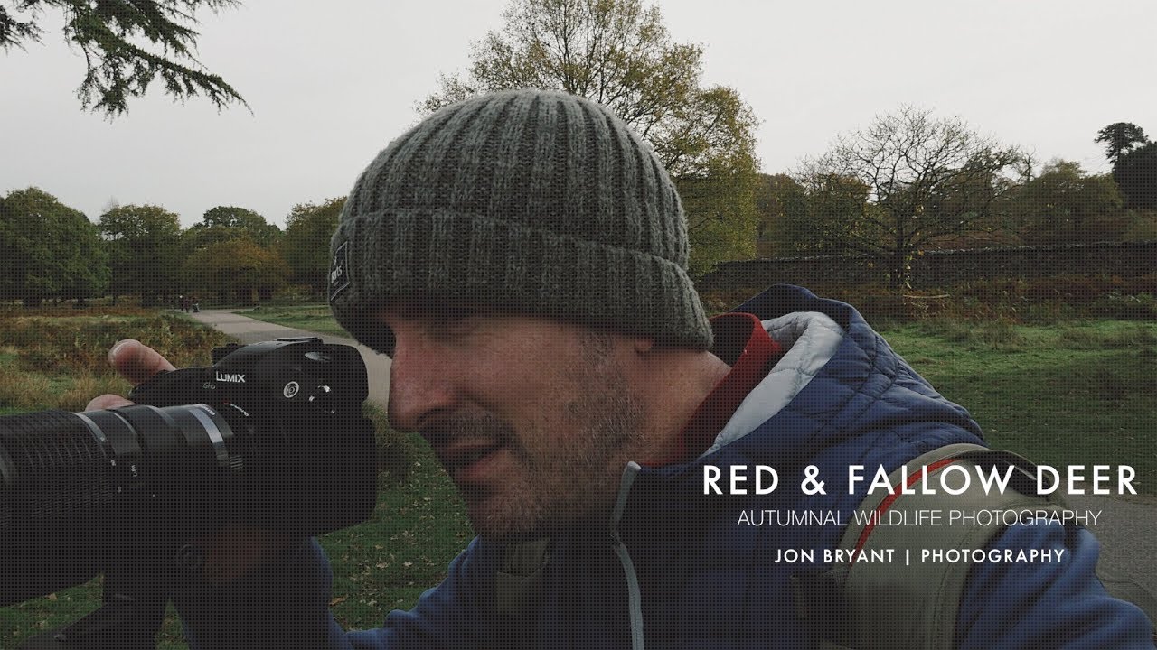 Red & Fallow Deer: Autumnal Wildlife Photography - YouTube