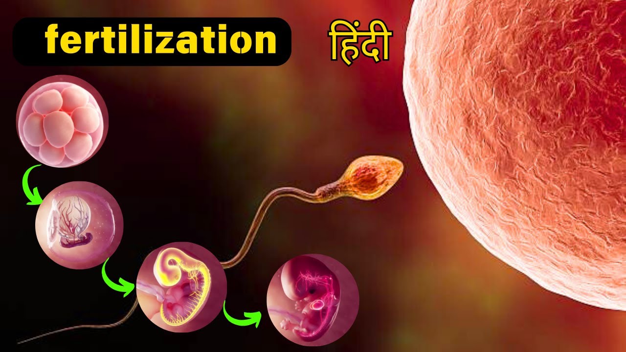 fertilization of egg and sperm in human animation in hindi - YouTube