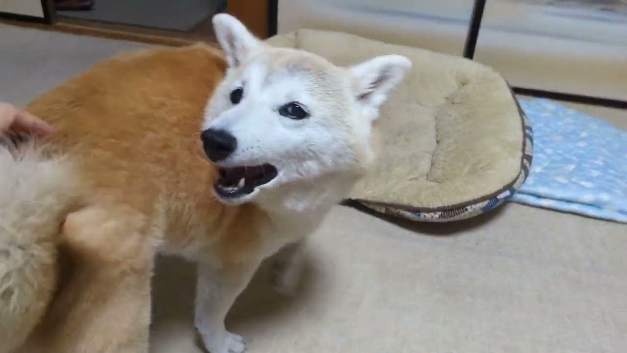 歓迎の踊り柴犬 shibe welcome dance - YouTube
