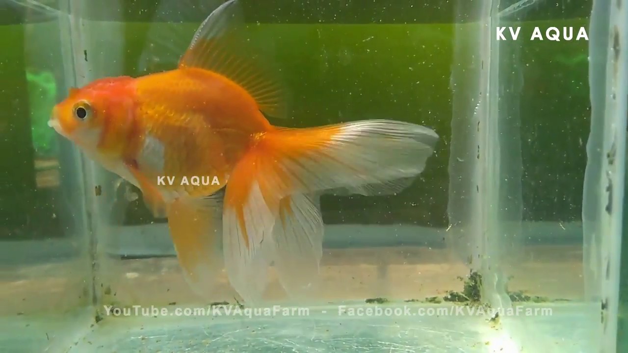Giant Oranda Goldfish - YouTube