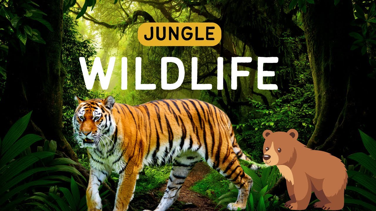 Let Learn About Wild Animals #KidsLearning #WildAnimals # ...