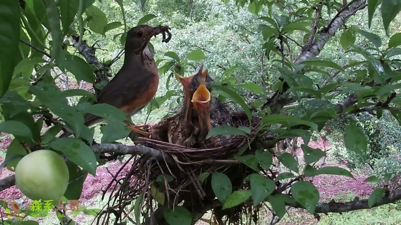 The mother bird came back with earthworms, and all 4 birds stretched ...