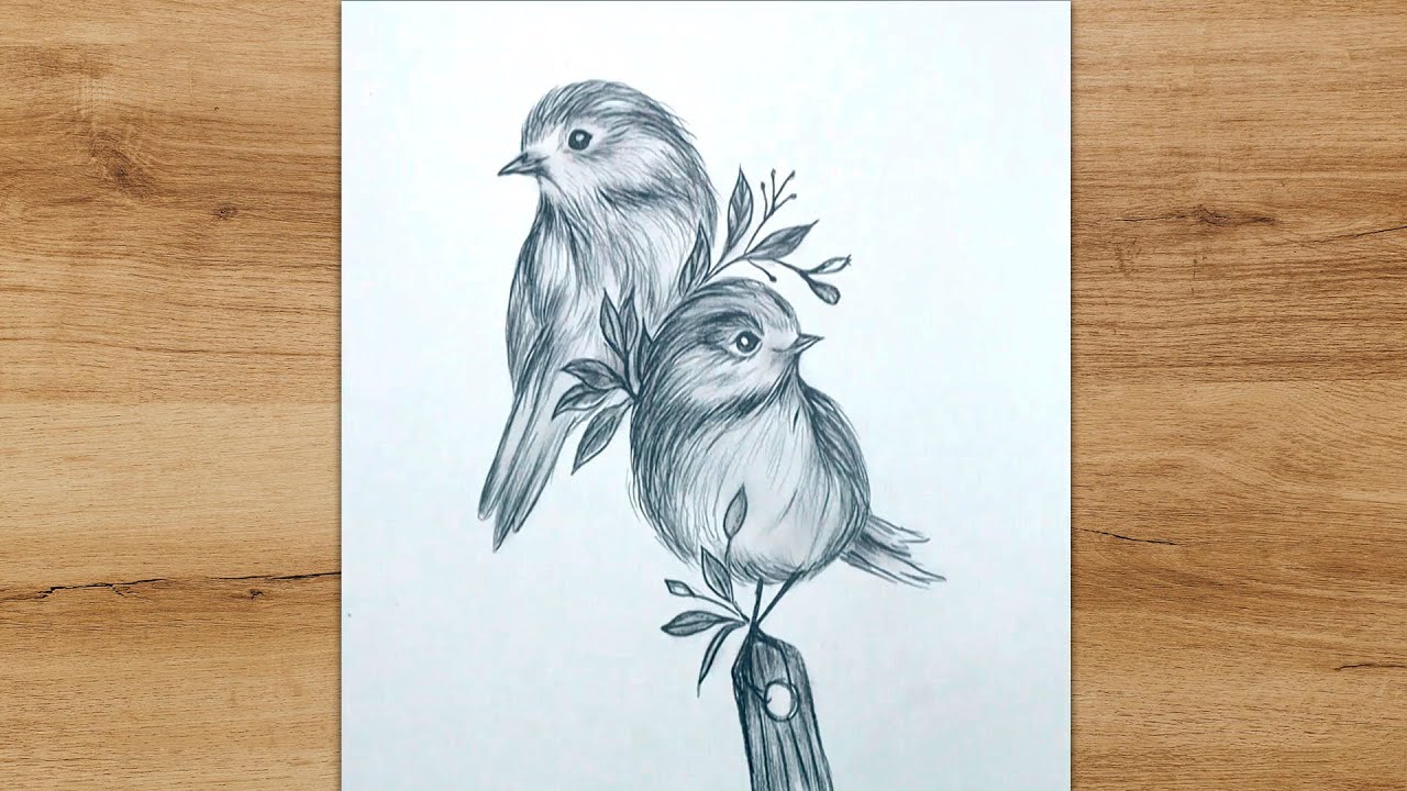 How to Draw 2 Birds on a Branch step by step | Love Birds Drawing - YouTube