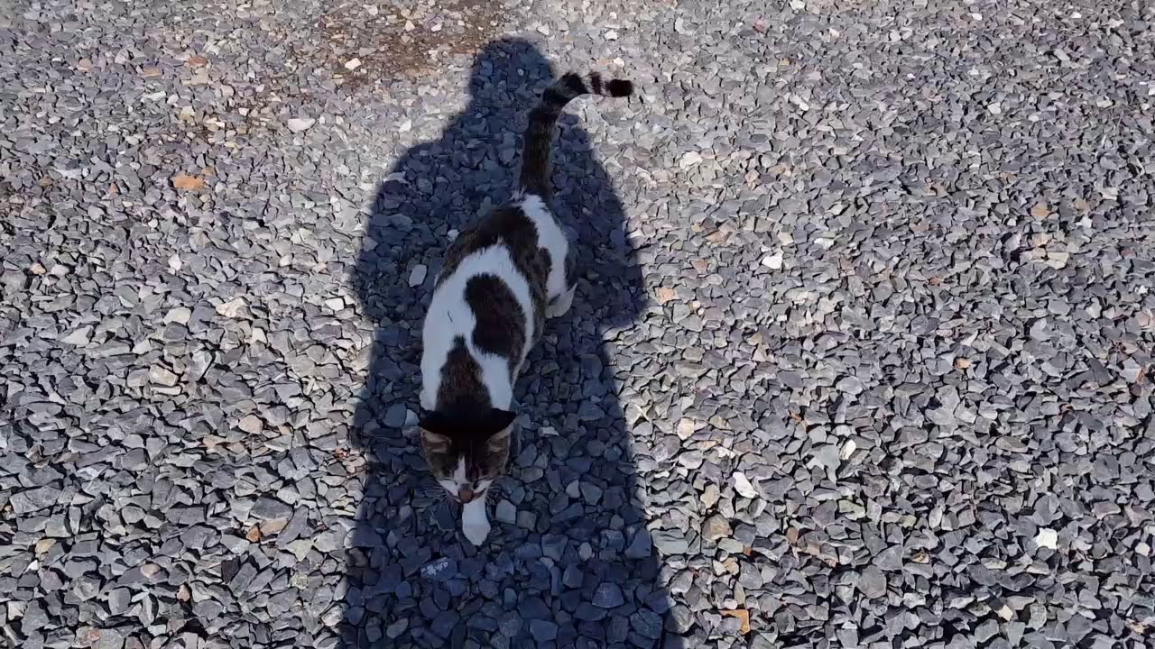 밥주는 길고양이가 자꾸 따라 옵니다The rice cat keeps coming along - YouTube