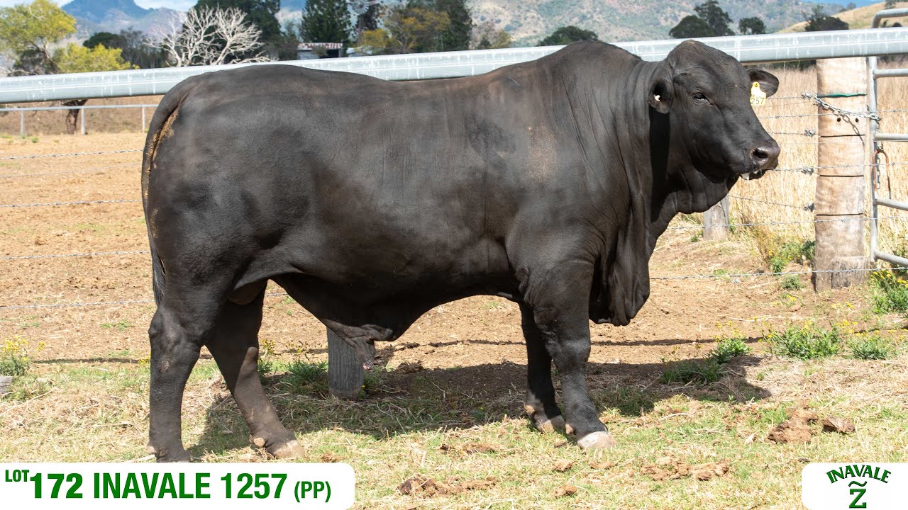 LOT 172 - INAVALE 1257 (PP) - YouTube