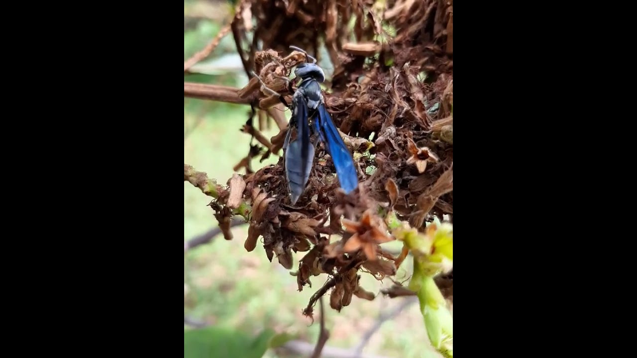 Avispa Scolia Soror / Avispa Azul - YouTube