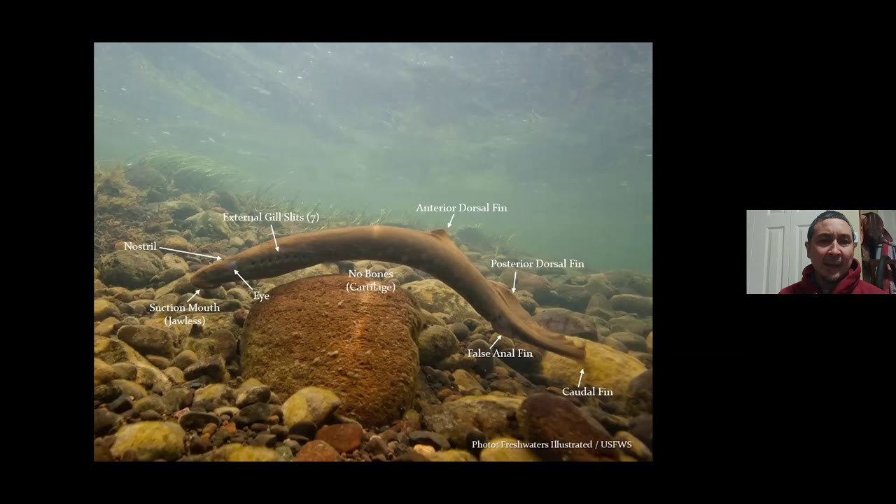 The Vampire Fish - Pacific Lamprey - YouTube