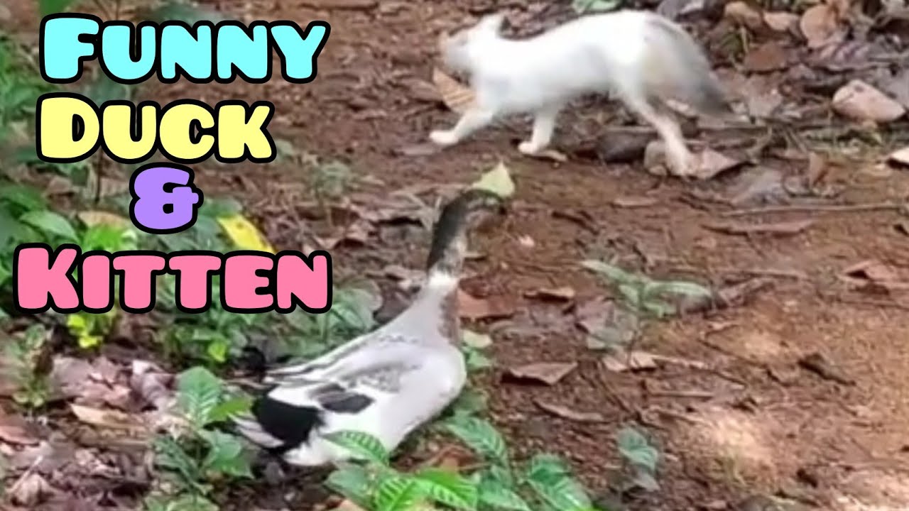 Duck chasing a kitten🐱 - YouTube