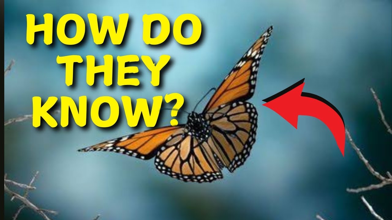 How do monarch butterflies know where to migrate? - YouTube