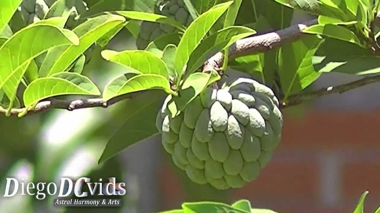 Annona squamosa (Annonaceae) Sugar Apple - Fruta Pinha - شجرة القشطة ...