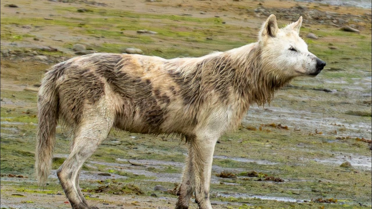 Wolf Encounter Katmai NP, Alaska - YouTube