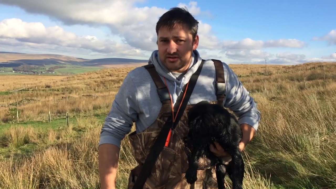 Working Cocker Spaniel aged 18 weeks. Learning to quarter and ...
