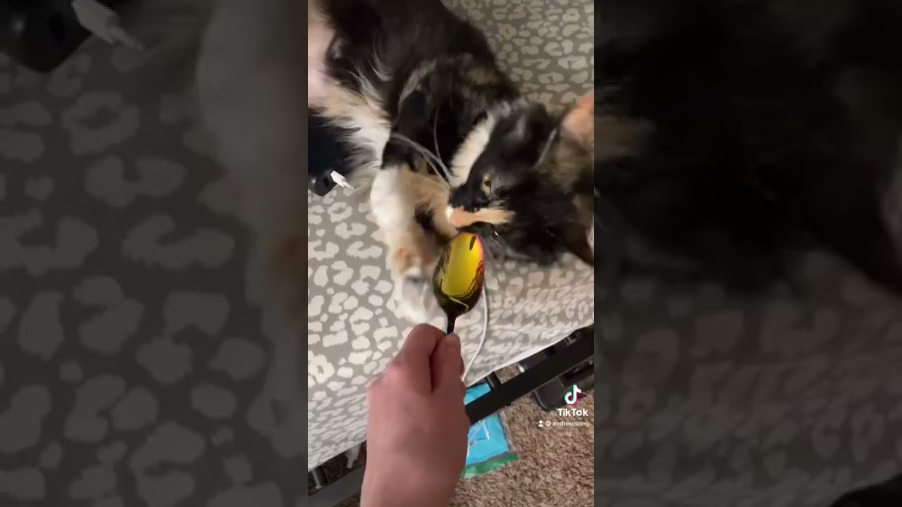 Rare interview with one Miss Yuki Song - YouTube