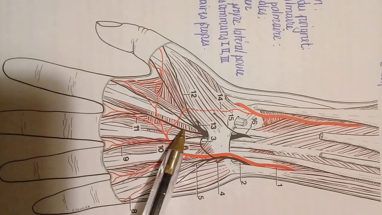 INNERVATION SENSITIVE ET MOTRICE DE LA PAUME DE LA MAIN ET DES DOIGTS ...