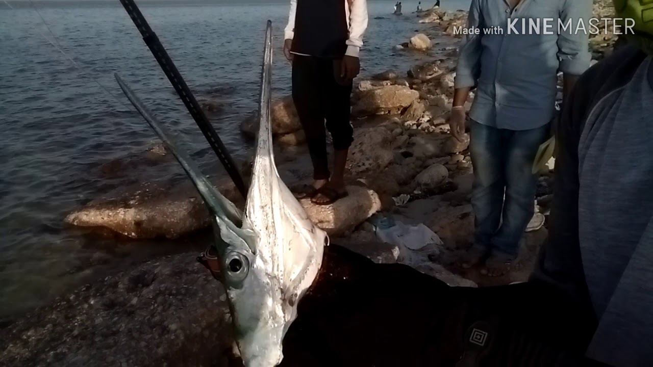 Paano makahuli ng malaking isda gamit ang buhay na siliw pang pain ...