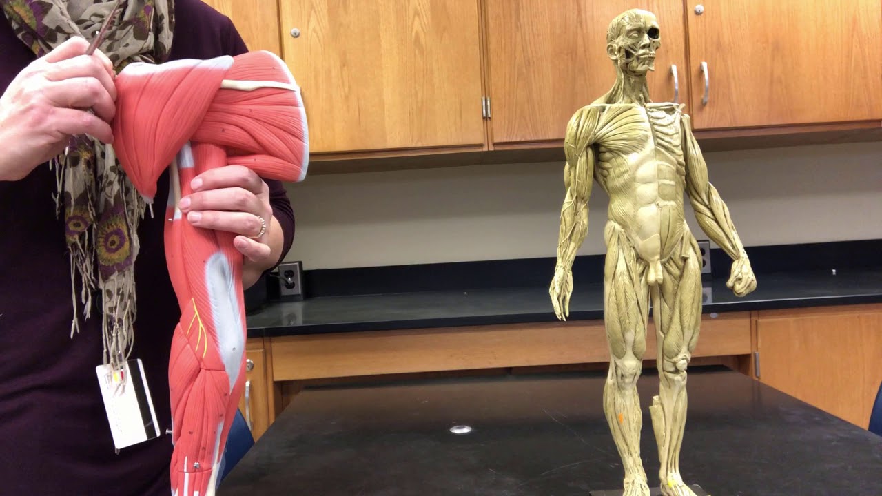 132 Human Muscle ID - YouTube