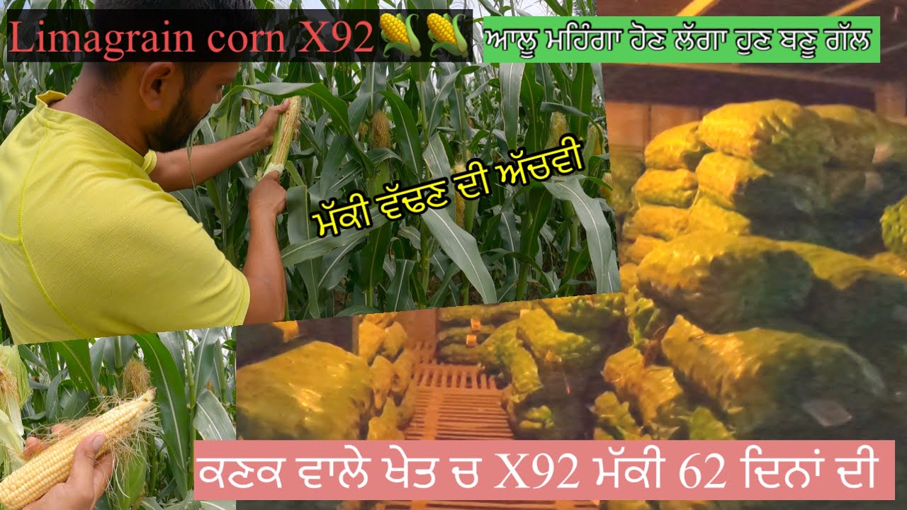 Corn 🌽 limagrain X92//ਡਾ ਹਰਮਨ ਦੀ x92 ਮੱਕੀ ਬਹੁਤ ਵਧੀਆ ਕਣਕ ਵਾਲੇ ਖੇਤ ਚ ...