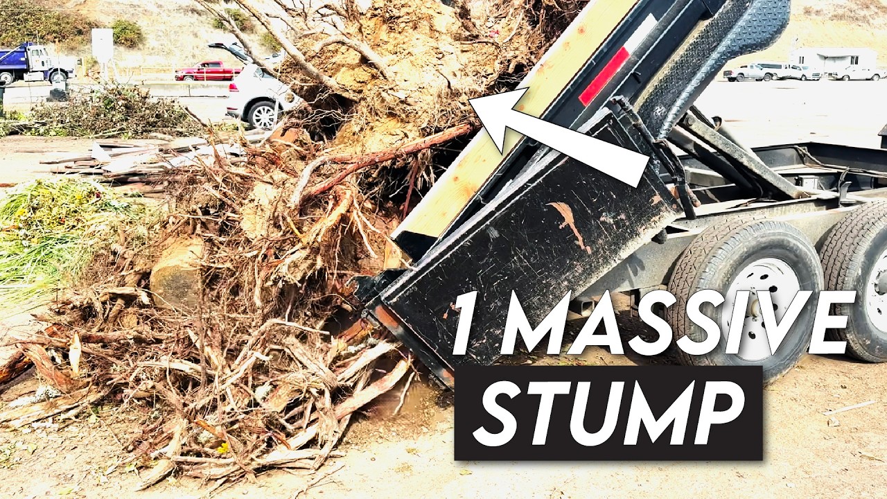 Pulling MASSIVE Stumps with a Mini Kubota - YouTube