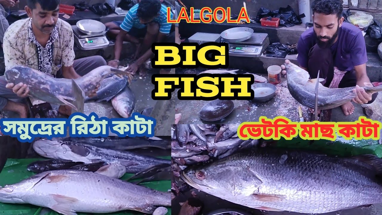 ভেটকি মাছ।। খাসির মাংসের দামে বিক্রি হচ্ছে।। Big বোয়াল রিঠা কাতল কাটা ...