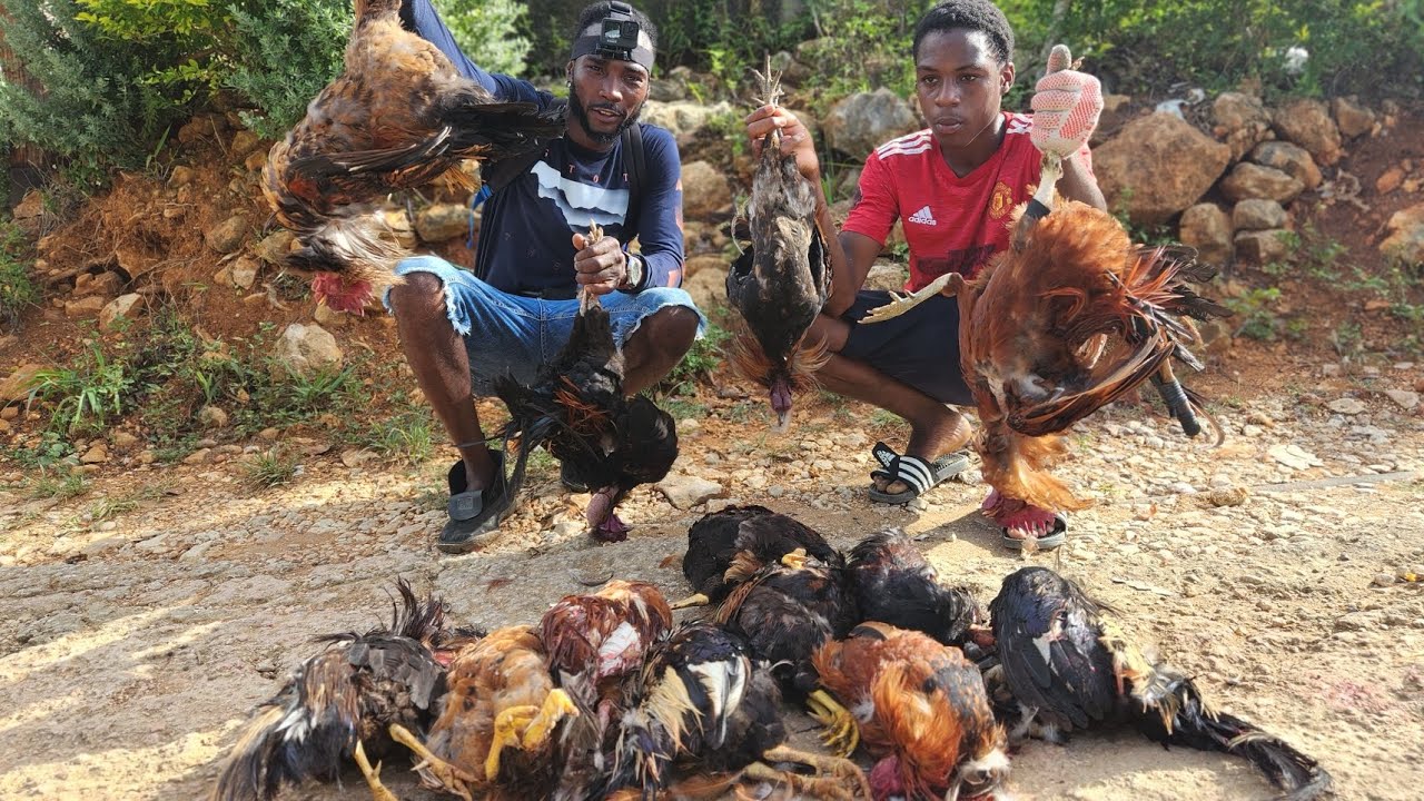 JamaicaWildLife vs DD WILDLIFE an a EPIC rooster SHOOT out 🐓 - YouTube
