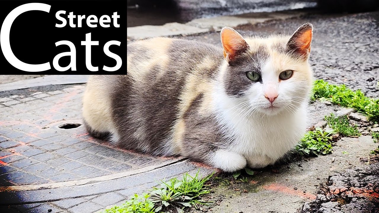 The Art of Chilling: Street Cat Edition - YouTube