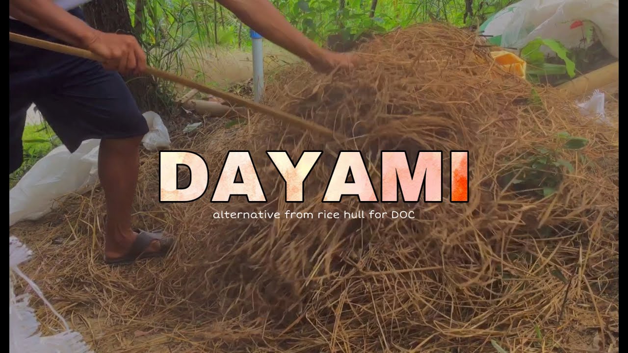 Gumamit Ako ng Dayami para sa Aking DOC || alamin kung bakit? || - YouTube