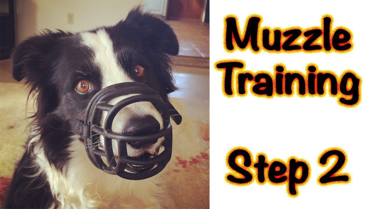 Muzzle training - Step 2 - YouTube