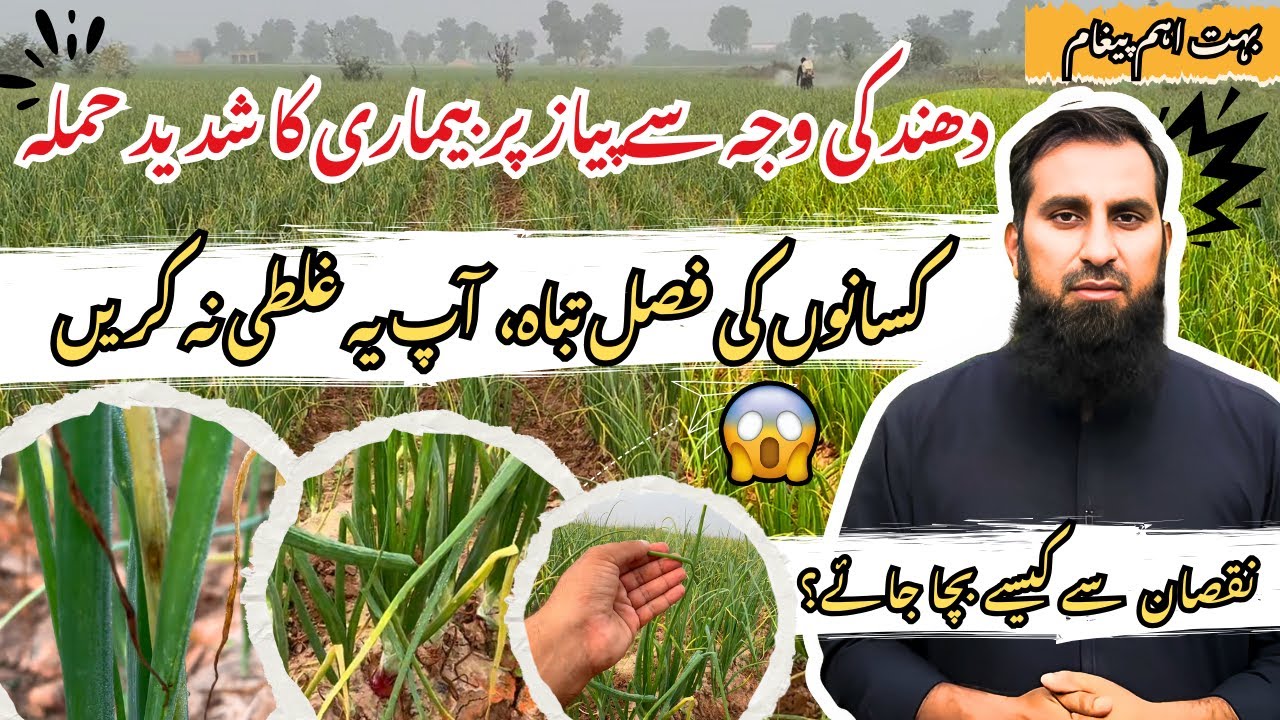 Onion Disease Attack دھند کی وجہ سے پیاز پر بیماری کا حملہ | How to ...