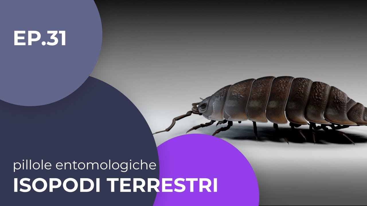 Isopodi terrestri - Pillole entomologiche - 31 - Sottotitolato - YouTube
