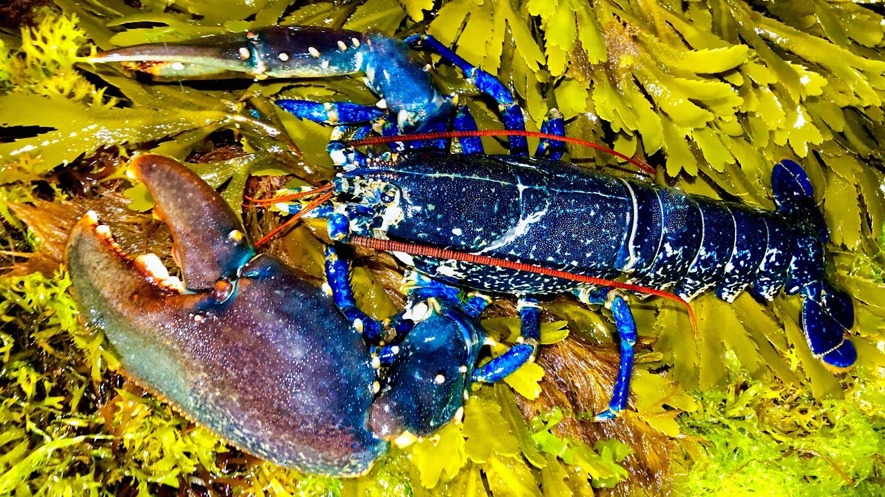 Coastal Foraging at night - HUGE LOBSTER, Crabs and amazing UV Footage ...