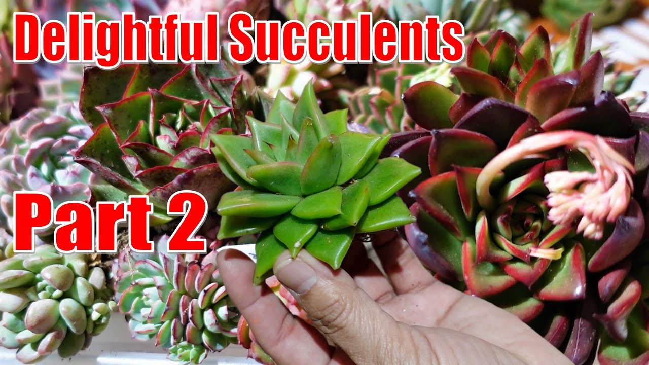 PART 2 | AMAZING Succulent Haul UNBOXING from SUCCULENTS DELIGHT - YouTube
