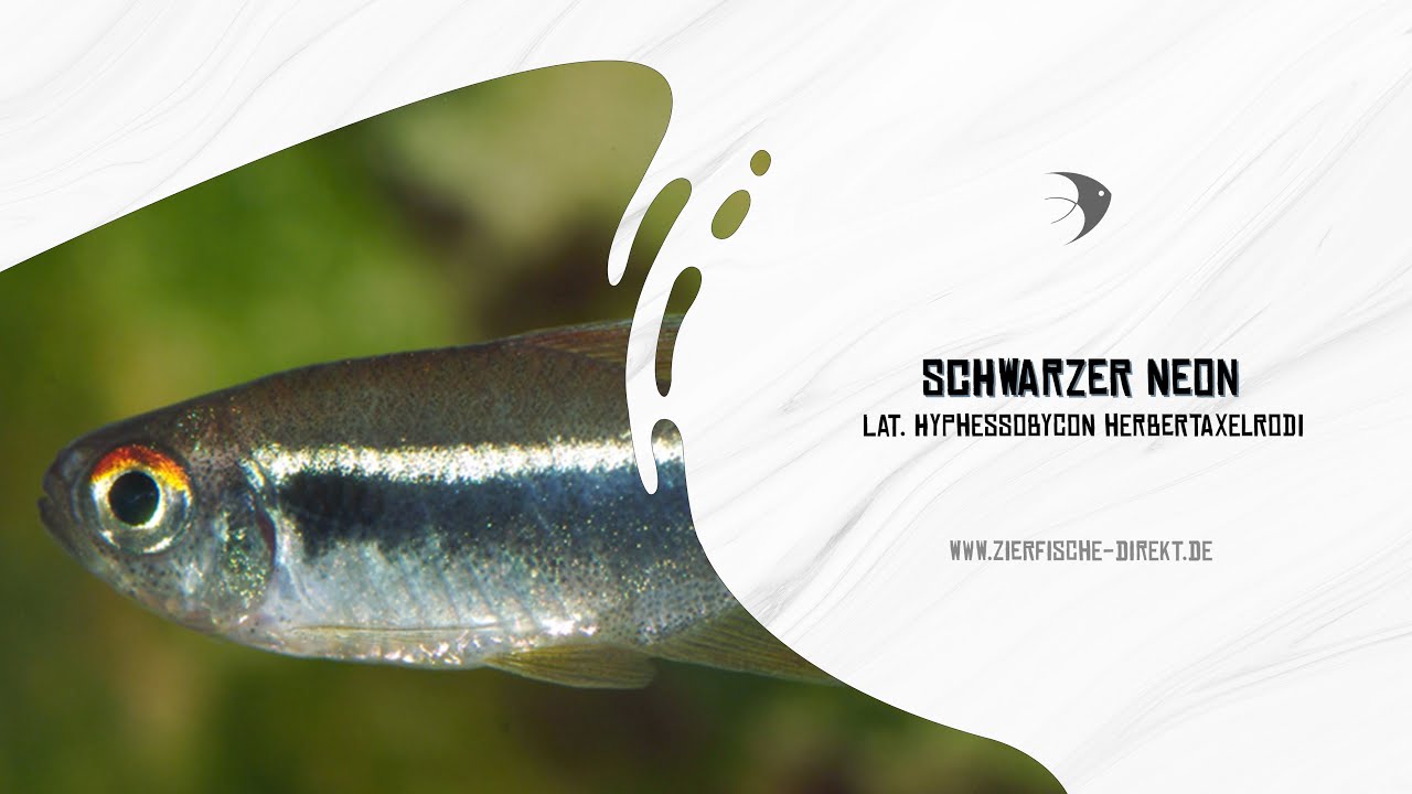 Schwarzer Neon (Hyphessobycon herbertaxelrodi) - YouTube