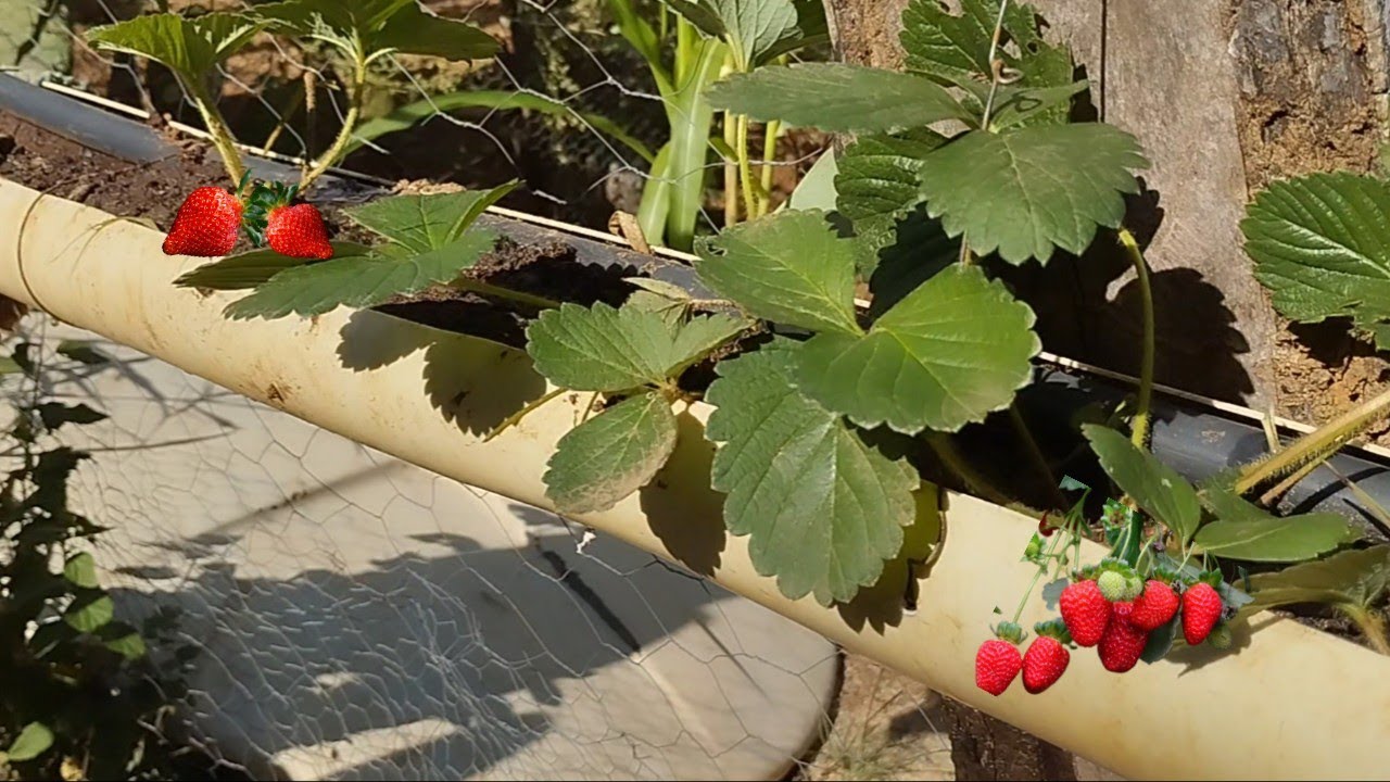 Como plantar morango em cano pvc ? - YouTube