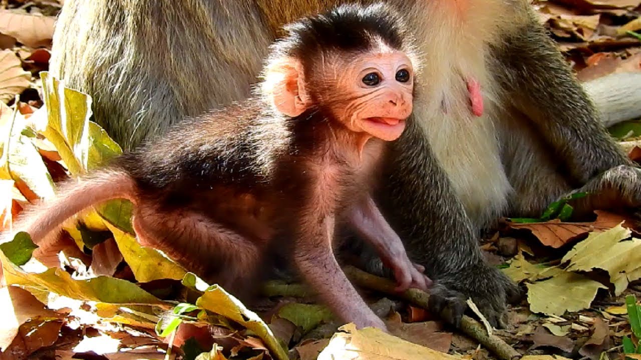 Amazing New Baby Sami so Adorable Baby Monkey! Cute Lovely Face! - YouTube