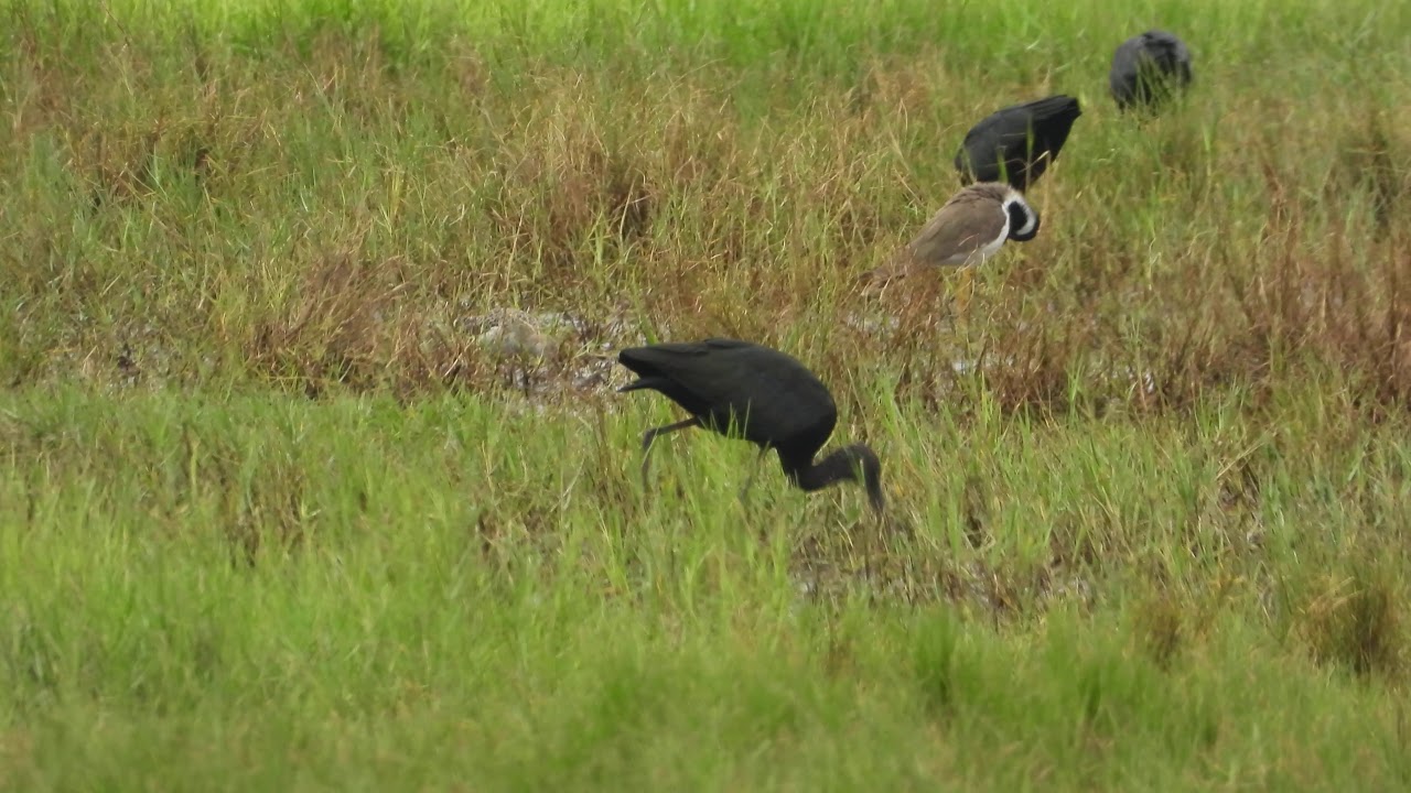 Purple Ibis - YouTube