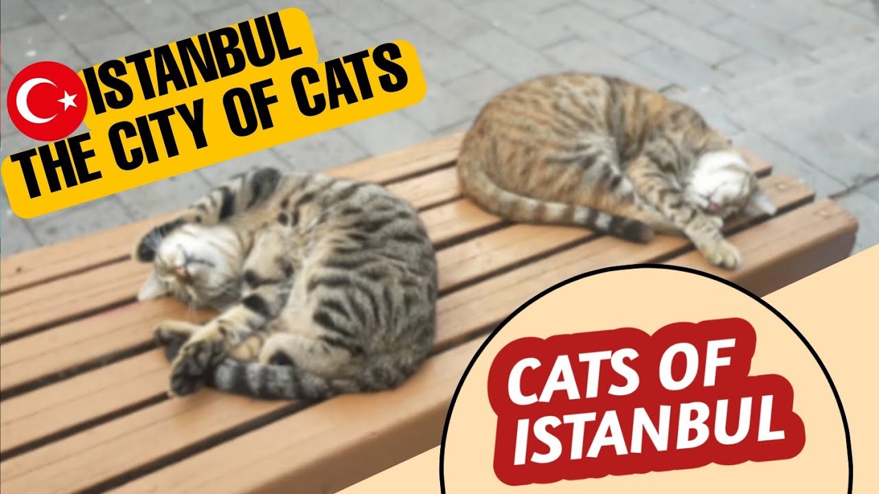 Cats Of Istanbul 🐱 Istanbul The City Of Cats - YouTube