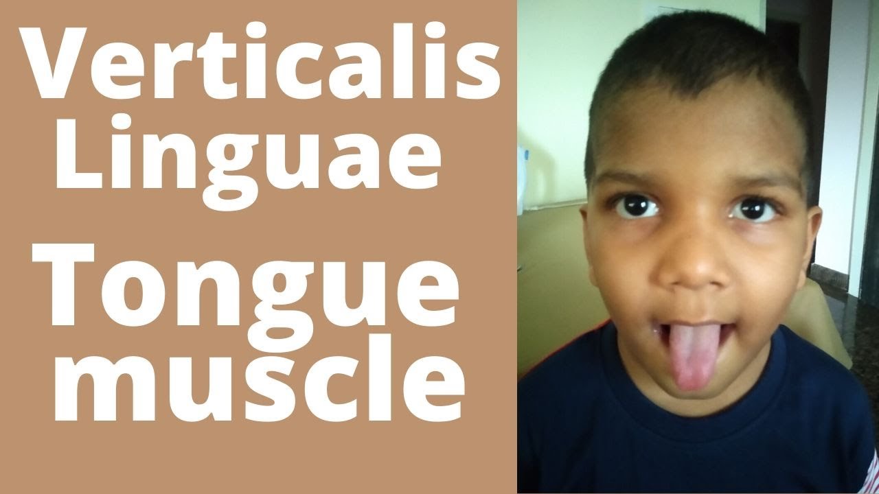 Verticalis linguae | Tongue muscle| Verticalis linguae muscle of tongue ...