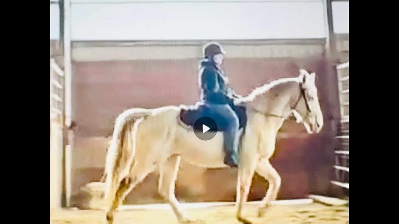 Tennessee Walking Horse - Online Lesson - Flat Walk, Running Walk, Fox ...