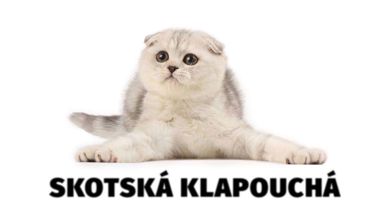 Skotská klapouchá kočka - Atlas plemen - Tlapka TV - YouTube