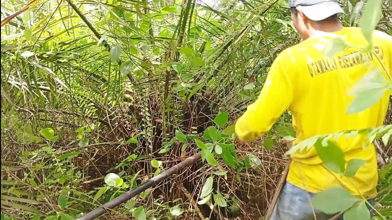 sampai rimbun begini pokok sisipannya? - YouTube