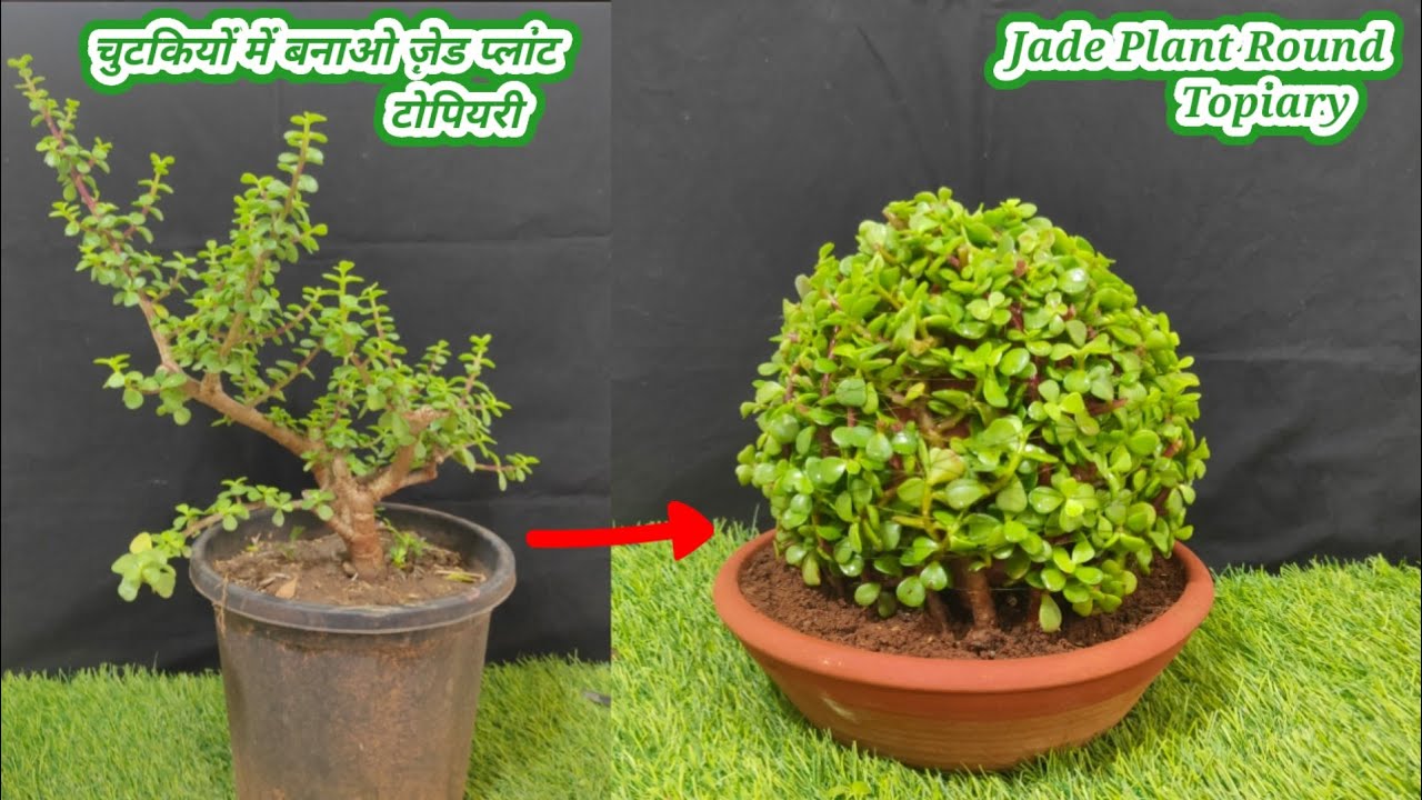 Round shape jade topiary कैसे बनाएं | How to make jade plant round ...