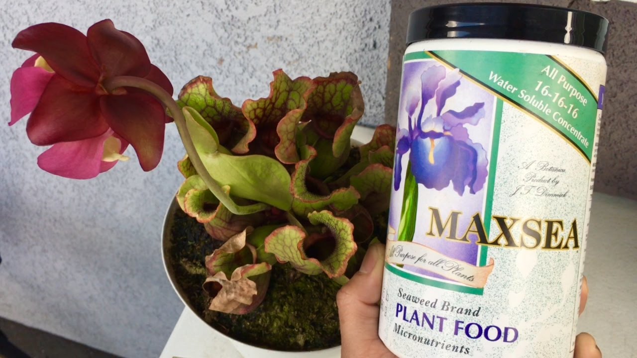 MaxSea: Fertilizing Carnivorous Plants! - YouTube