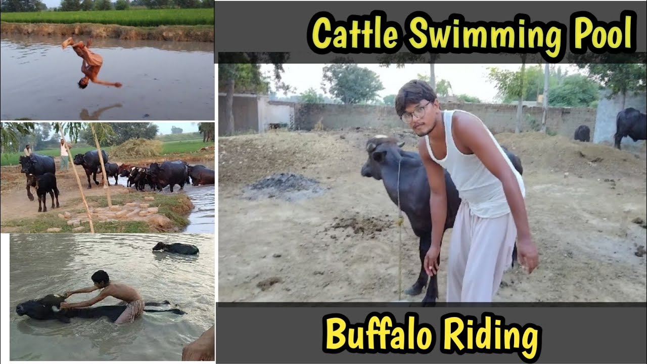 Buffalo Swimming in Water | Summer Routine | Rural life - YouTube