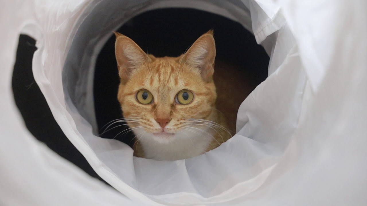 [Square - EOS RP FHD] Cat Video 20200408 - YouTube