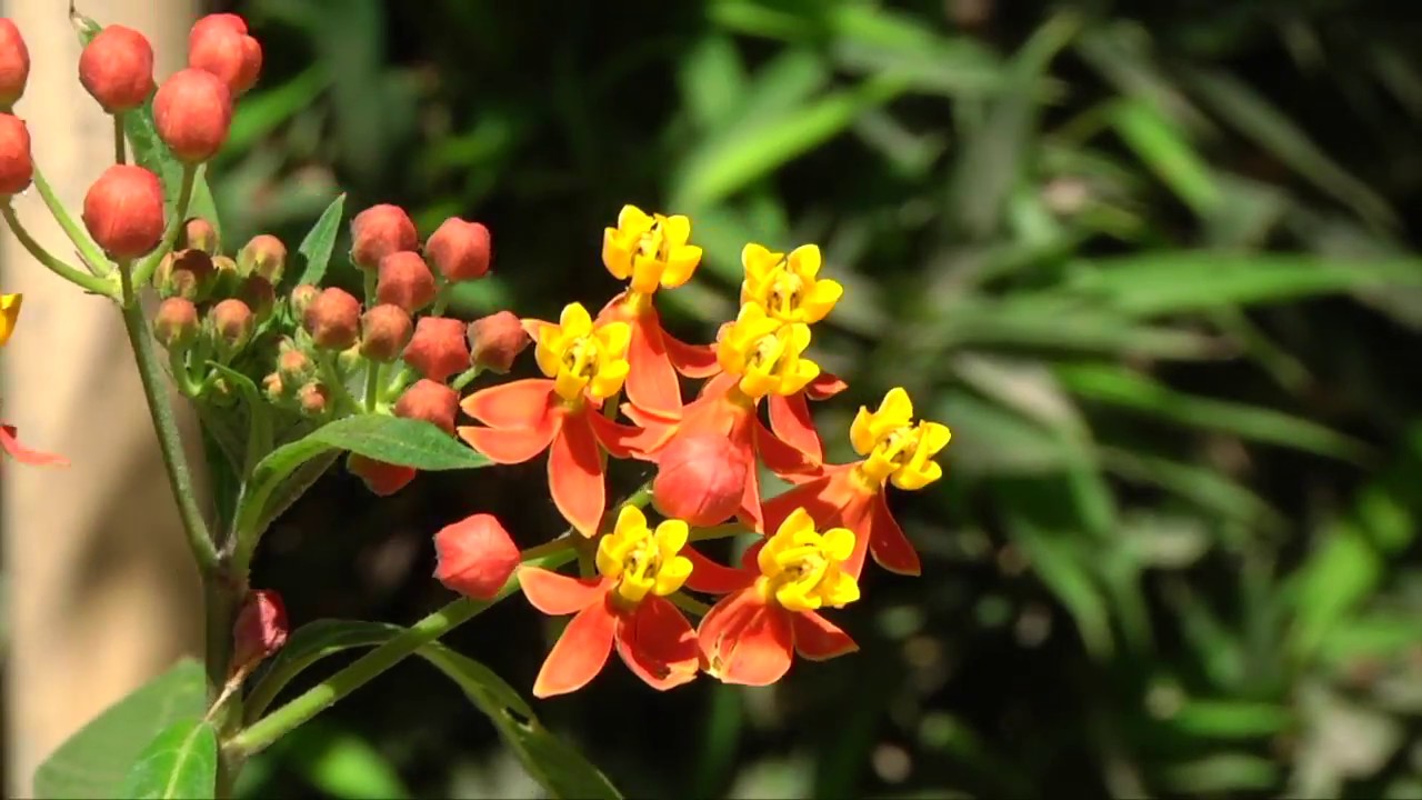 Parque Ecológico Ciudad Nueva de Zona 2 - YouTube