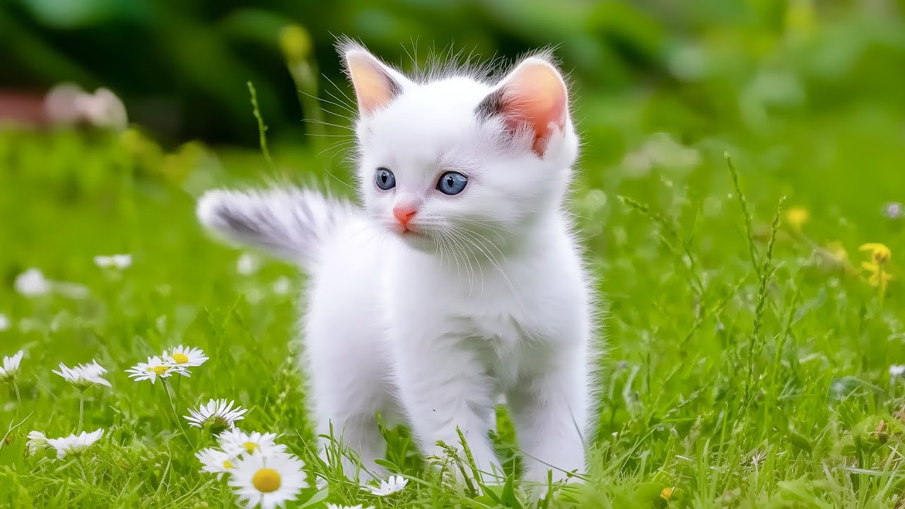 CAT MUSIC 😻 Restful Sleep Music And Stress Relief Music For Cat ...