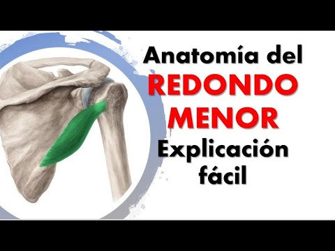 Anatomía del MÚSCULO REDONDO MENOR. ¡Explicación fácil! - YouTube