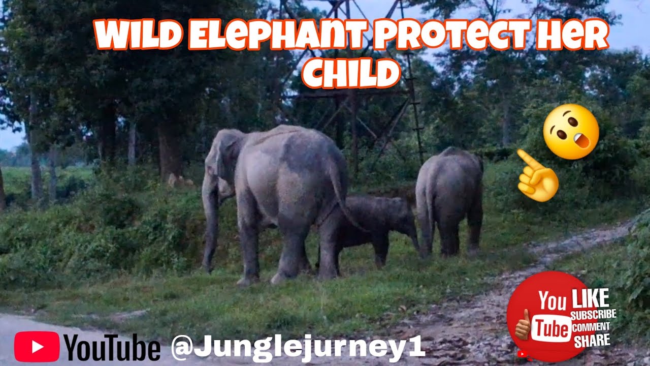Mother elephant saving her baby from some dangerous people - YouTube